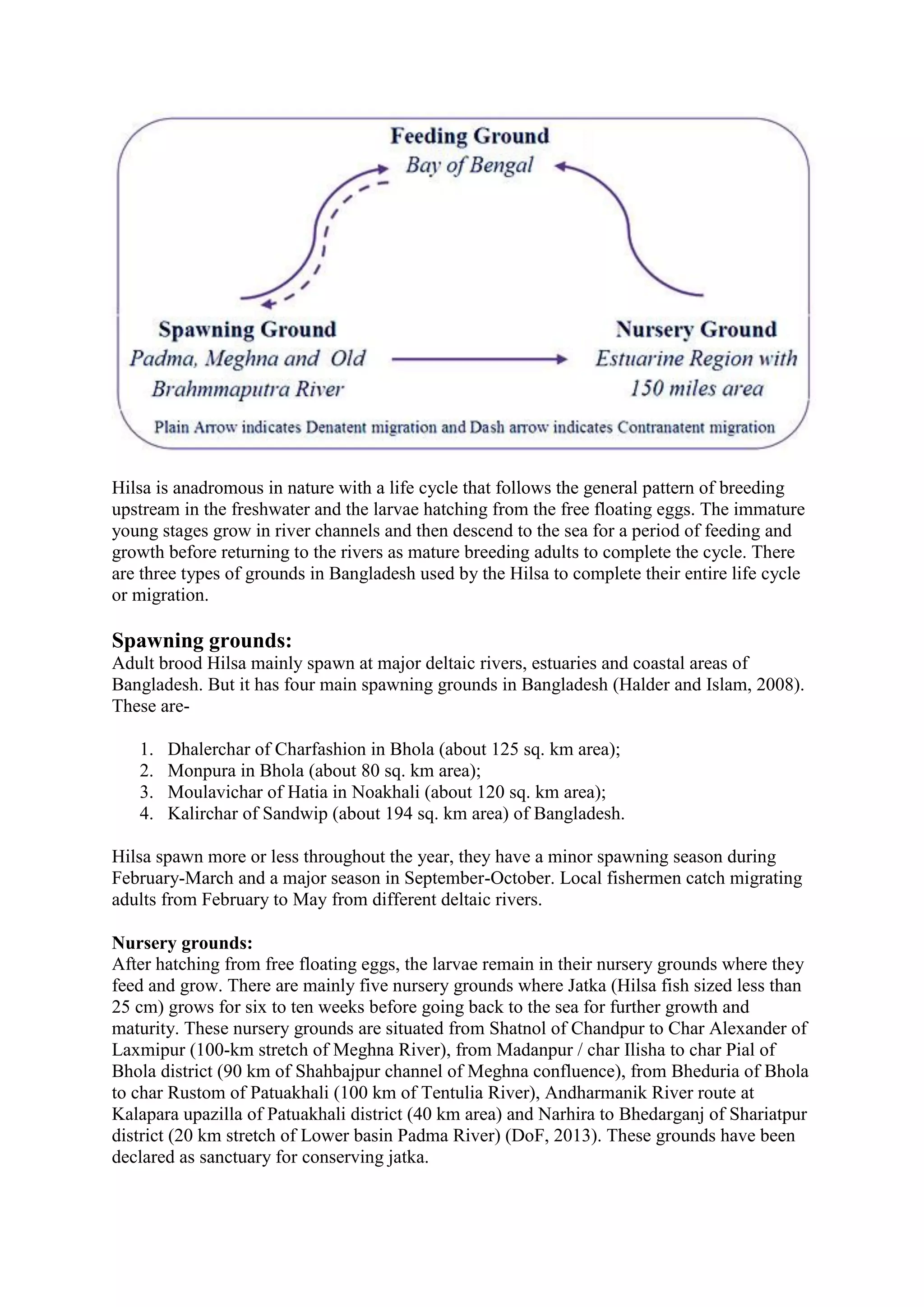 Hilsa fishery of Bay of Bengal | PDF