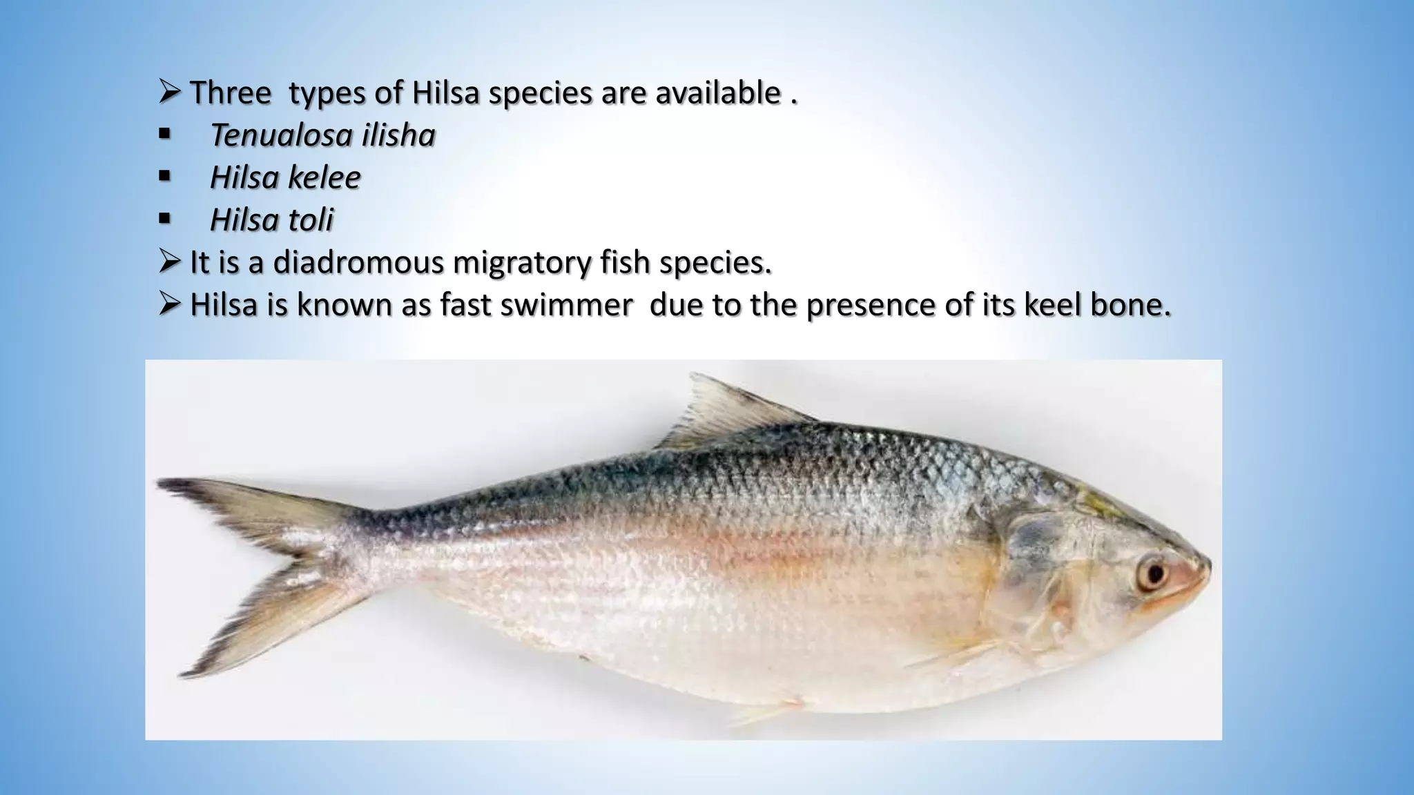 Hilsa Fishery Status in Bangladesh.pptx