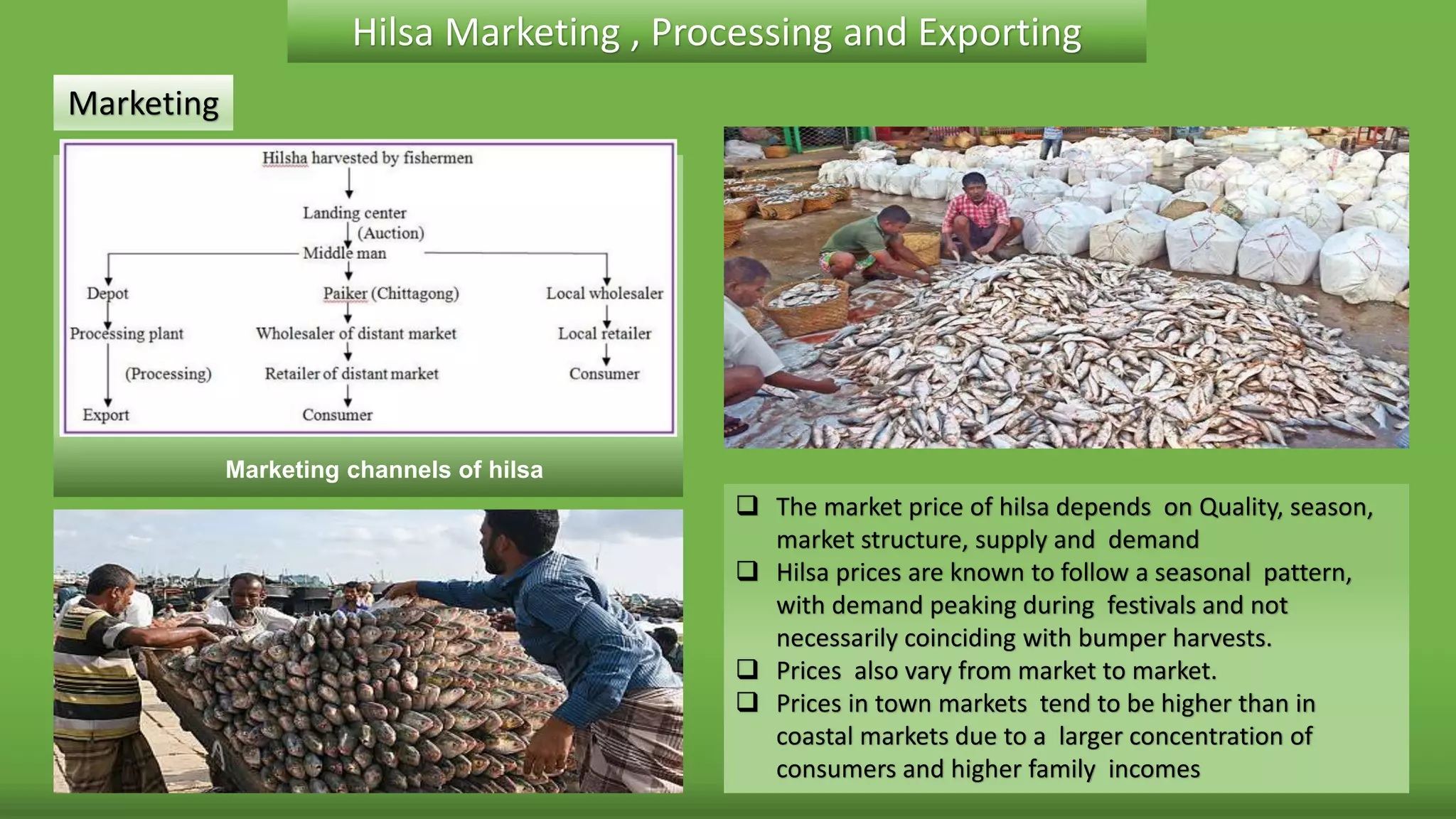 Hilsa Fishery Status in Bangladesh.pptx