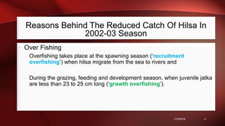 Hilsa shad conservation and economic incentives | PPTX
