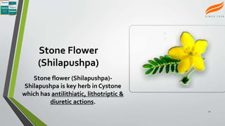 Himalaya Cystone for Urinary Tract Infections1.pptx