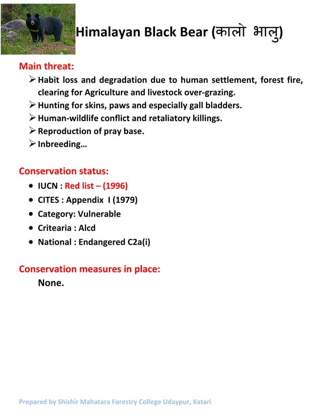 Himalayan Black Bear | PDF | Reptiles | Pets