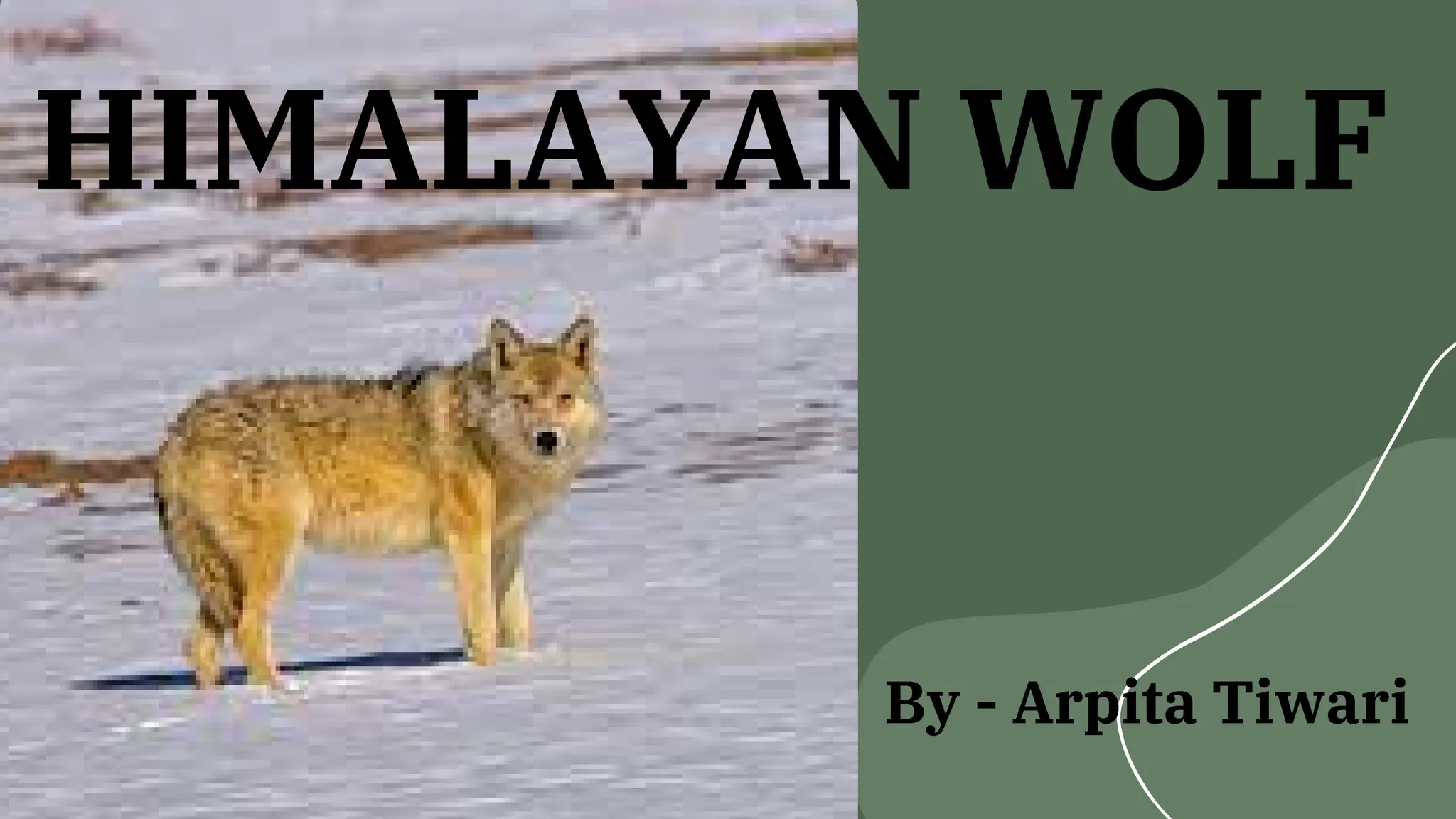HIMALAYAN WOLF.pdf