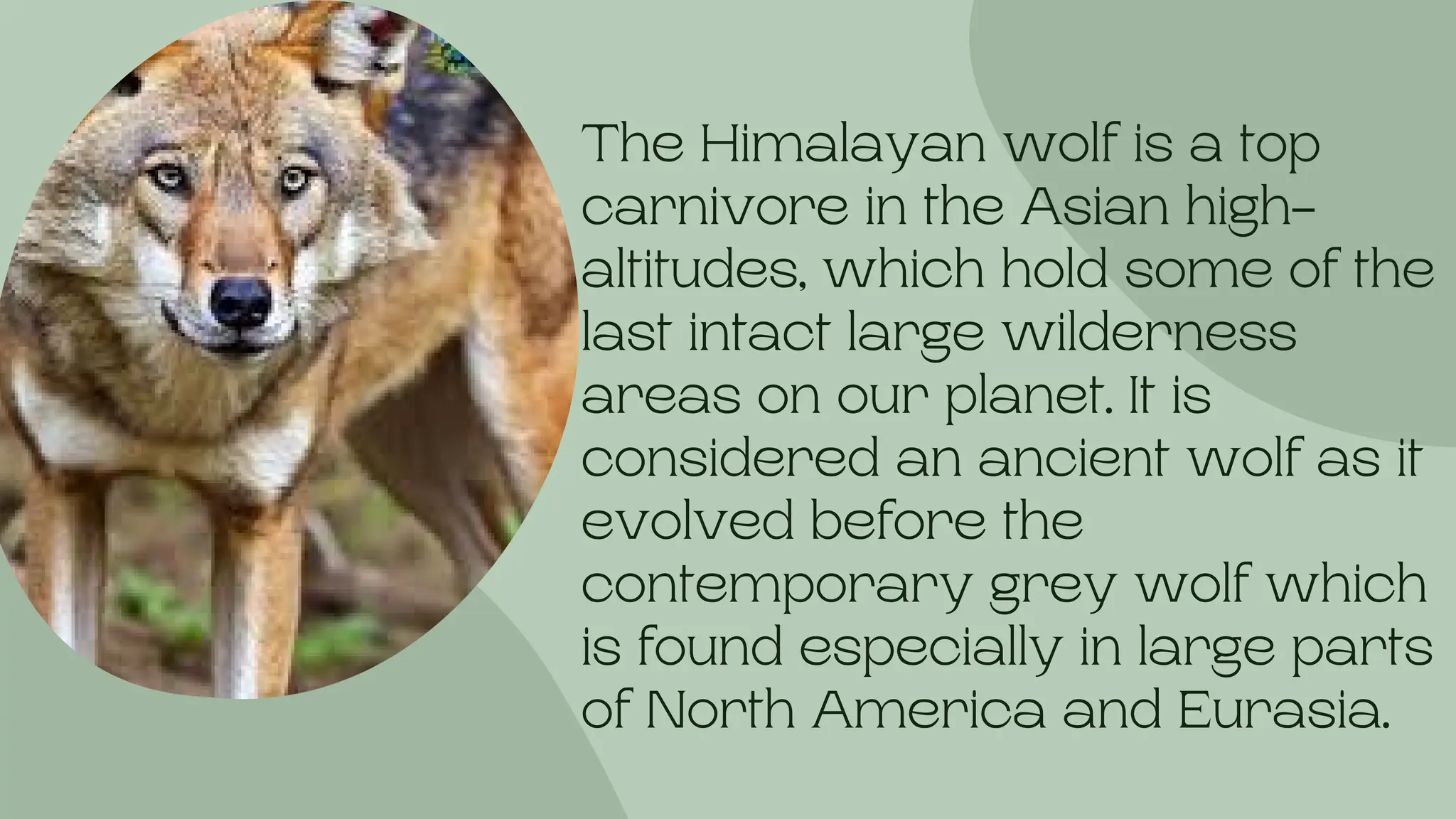 HIMALAYAN WOLF.pdf