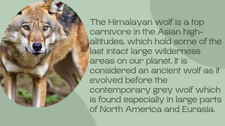 HIMALAYAN WOLF.pdf
