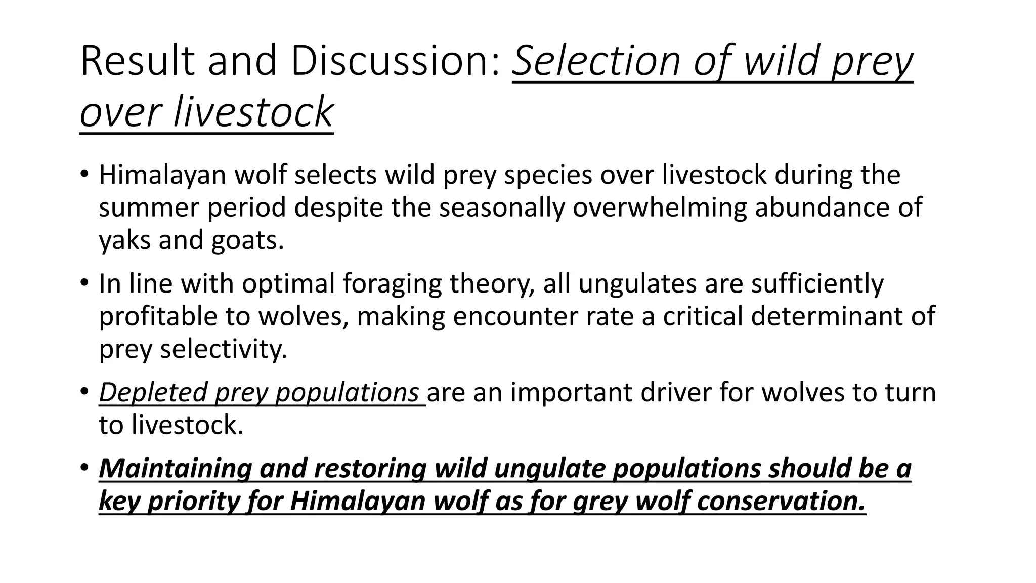 Himalayan Wolf Foraging.pptx