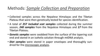 Himalayan Wolf Foraging.pptx