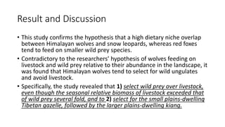 Himalayan Wolf Foraging.pptx