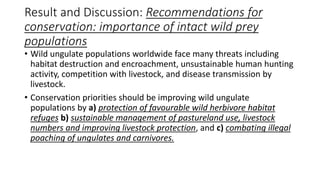 Himalayan Wolf Foraging.pptx