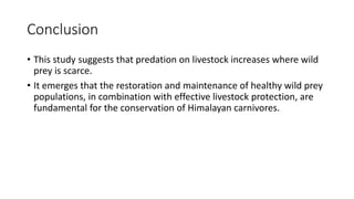 Himalayan Wolf Foraging.pptx