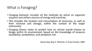 Himalayan Wolf Foraging.pptx