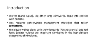 Himalayan Wolf Foraging.pptx