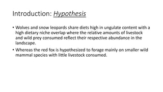 Himalayan Wolf Foraging.pptx