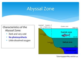 STRATIFICATION OF MARINE ECOSYSTEM | PPTX | Geography | Science