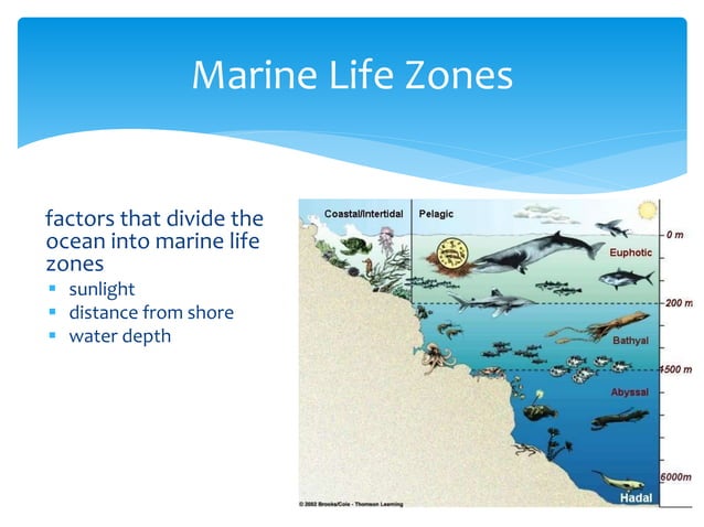 STRATIFICATION OF MARINE ECOSYSTEM | PPTX | Geography | Science