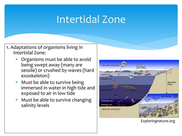 STRATIFICATION OF MARINE ECOSYSTEM | PPTX | Geography | Science
