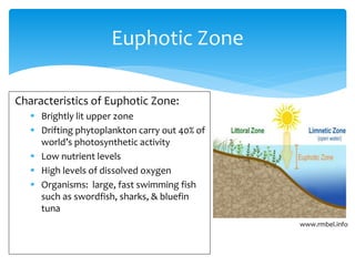 STRATIFICATION OF MARINE ECOSYSTEM | PPTX