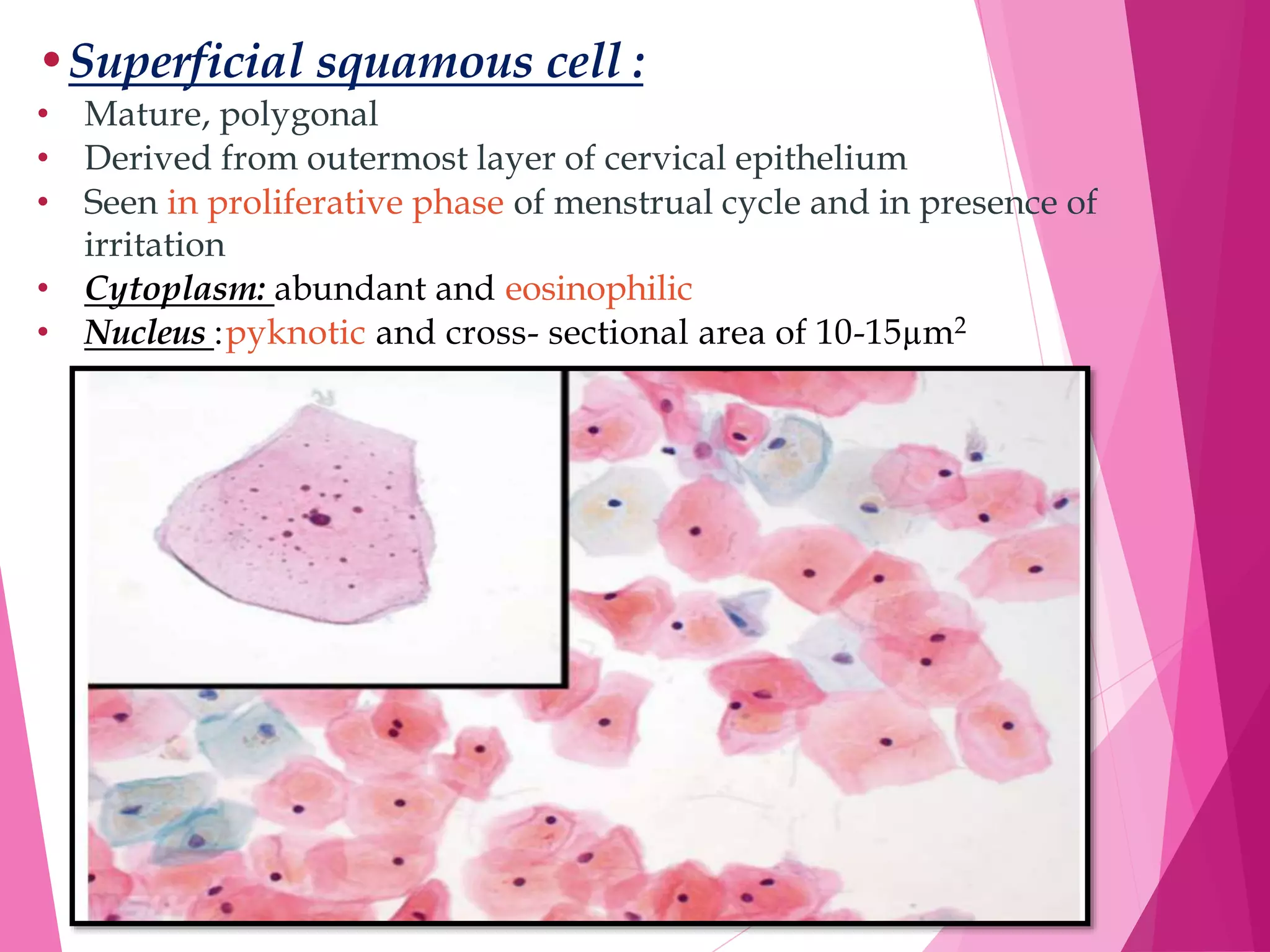 Bethesda system for cervix cytology | PPTX