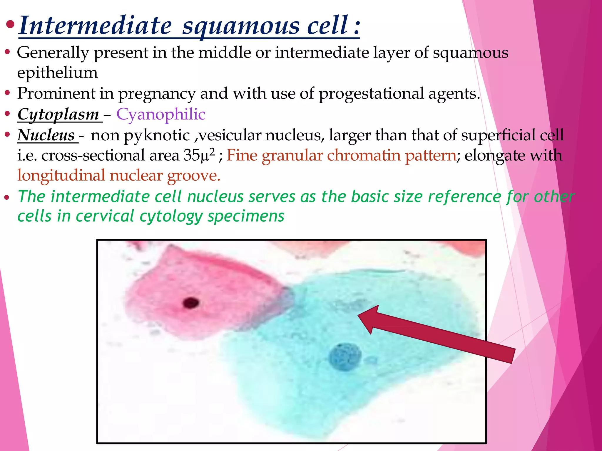 Bethesda system for cervix cytology | PPTX