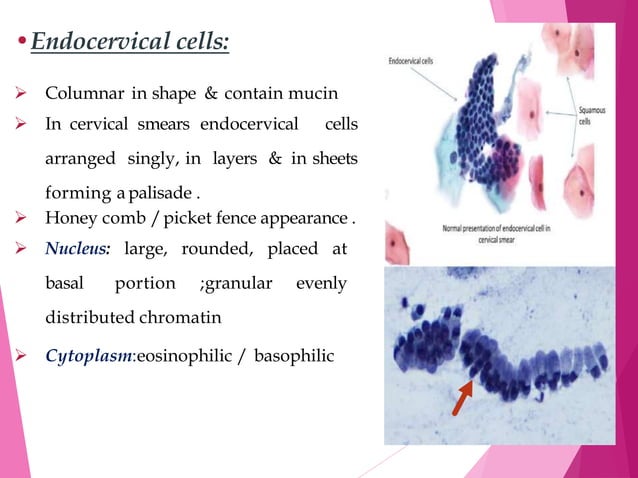 Bethesda system for cervix cytology | PPTX | Reproductive Health | Diseases and Conditions
