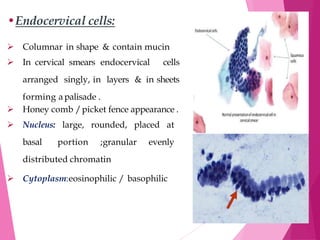 Glandular Endocervical Cells