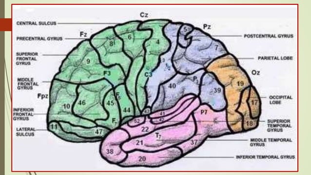 Neurolinguistics MASLP | PPT