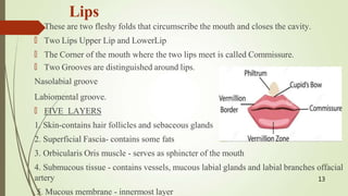 Himanshu meghwal (1).pptxygbugugvugvggg | PPT