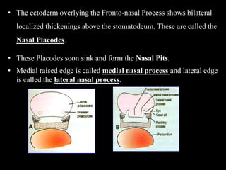Prenatal and postnatal growth & development of maxilla and palate ...