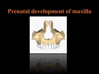 Prenatal and postnatal growth & development of maxilla and palate ...