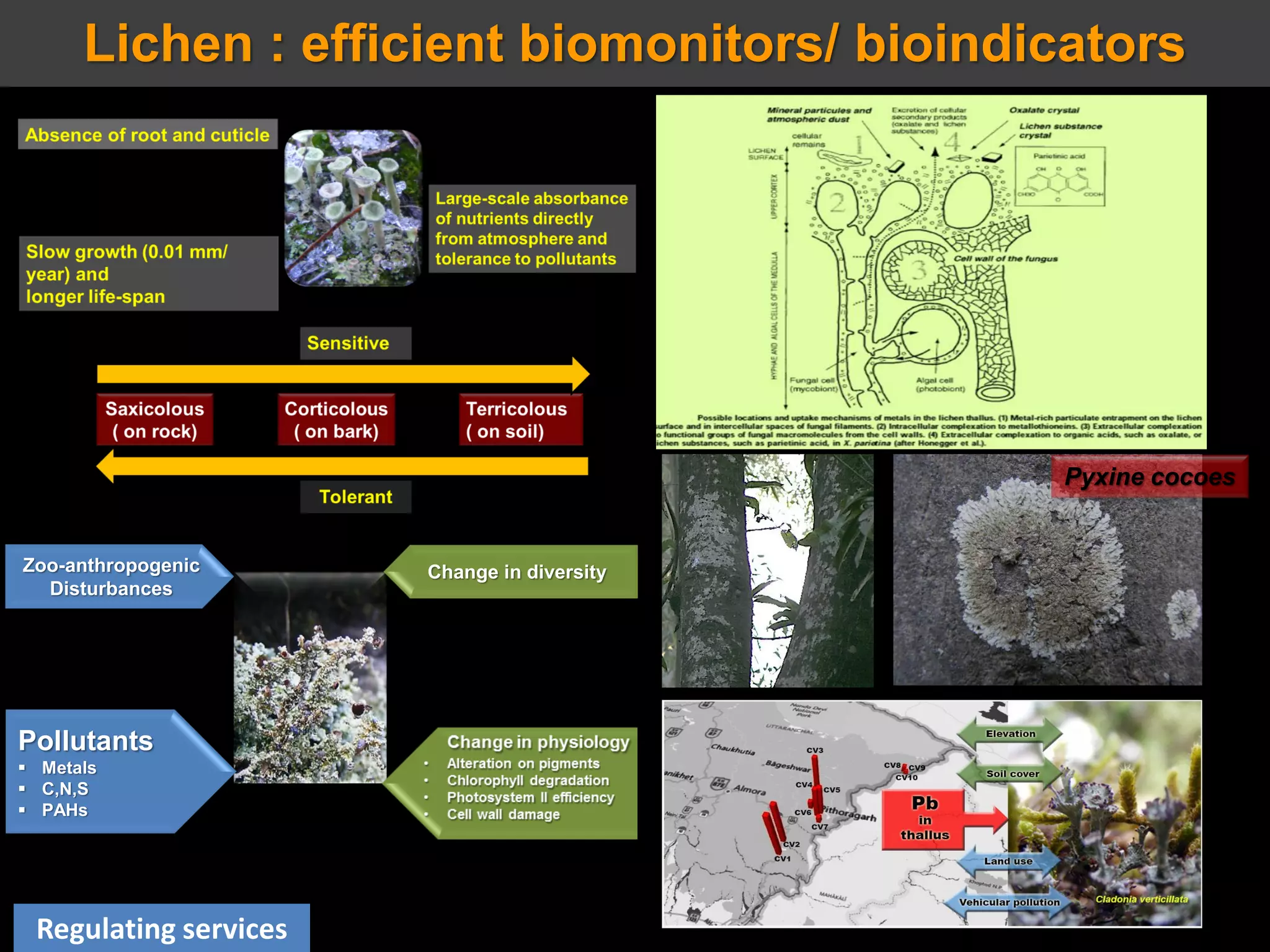 Lichens ecological functions and role in ecosystem services | PDF