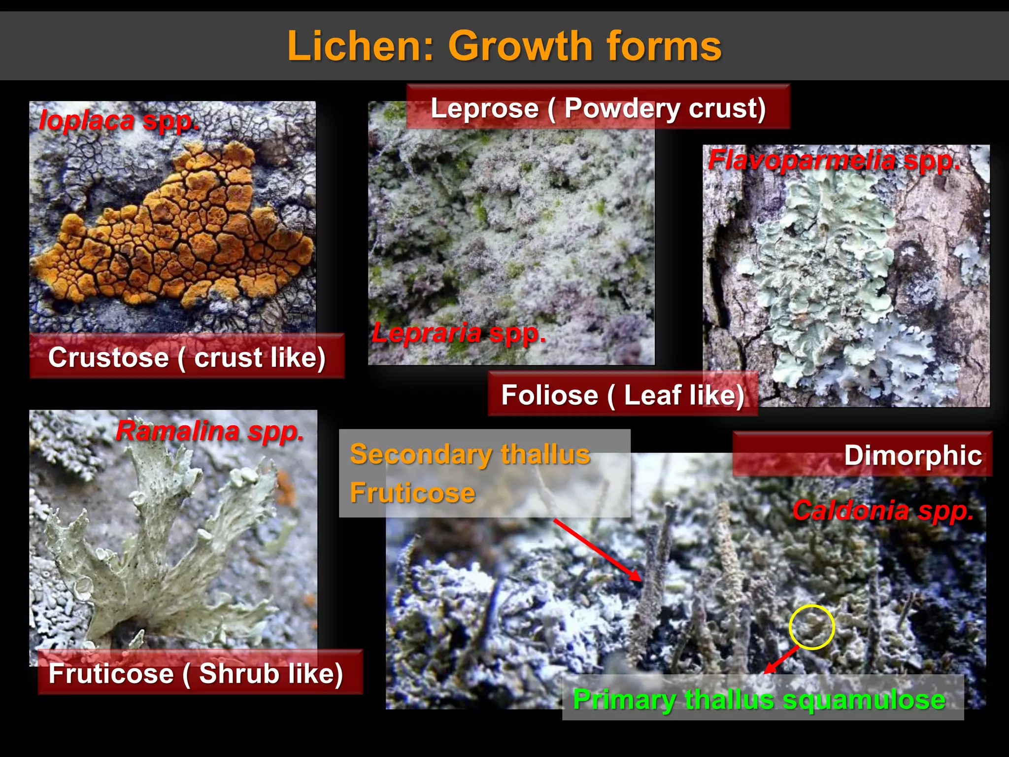 Lichens ecological functions and role in ecosystem services | PDF