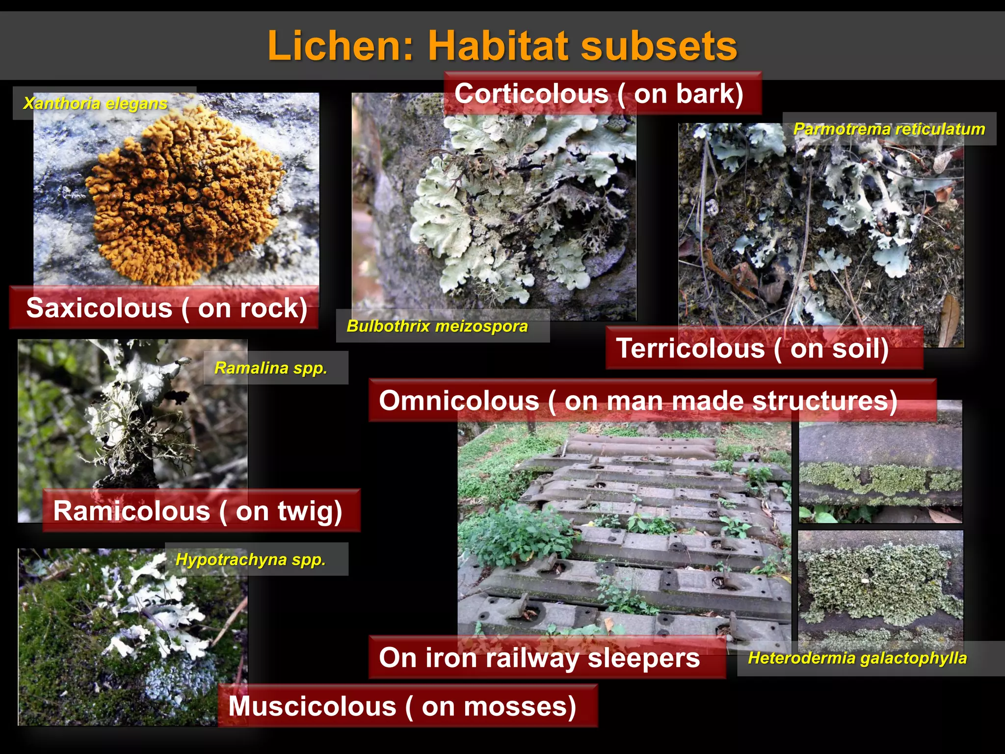 Lichens ecological functions and role in ecosystem services | PDF