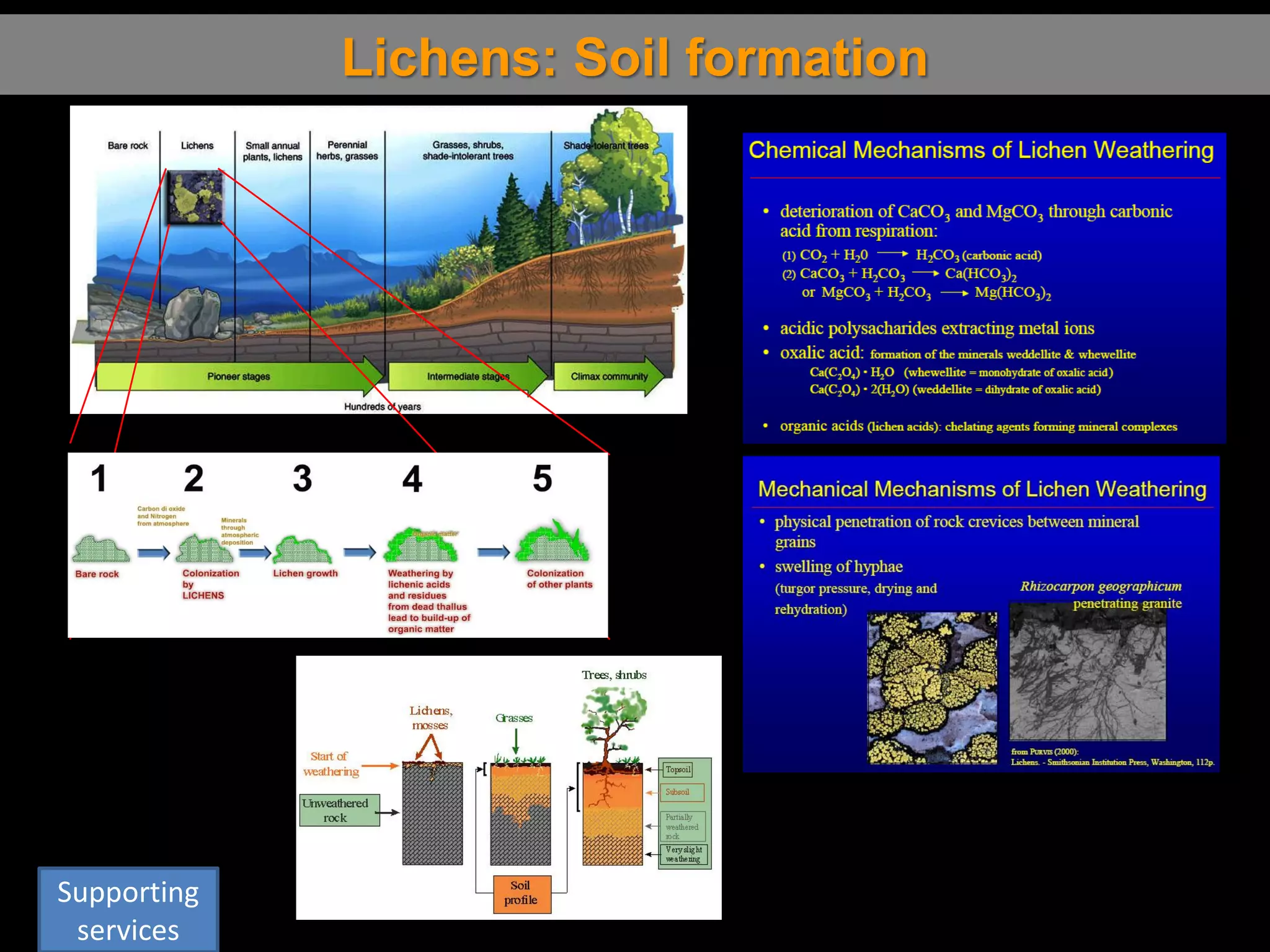 Lichens ecological functions and role in ecosystem services | PDF