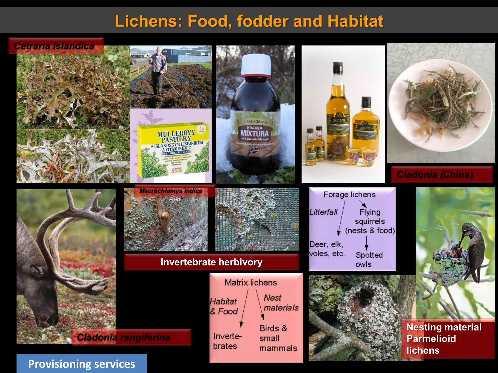 Lichens ecological functions and role in ecosystem services | PDF