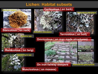 Lichens ecological functions and role in ecosystem services | PDF