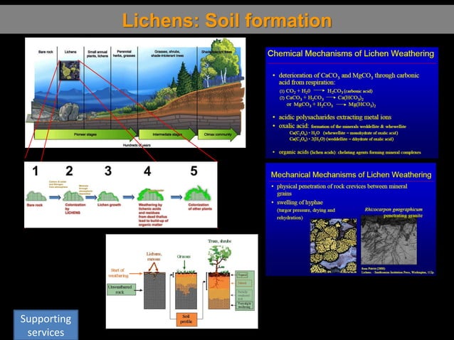 Lichens ecological functions and role in ecosystem services | PDF ...