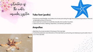 HIMANSHU RAWAT -WATER VASCULAR SYSTEM IN STAR FISH PPT.pdf