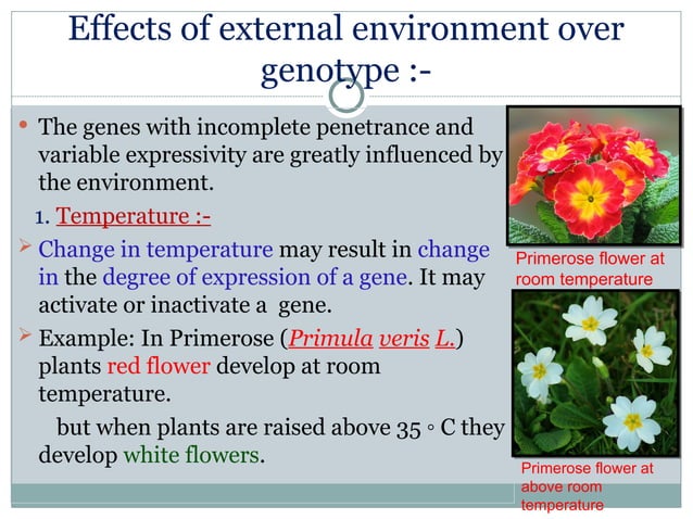Genotype Environment Interaction ( how environment effect the genotype ...