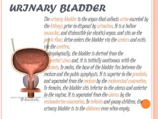 Excretory System | PPT