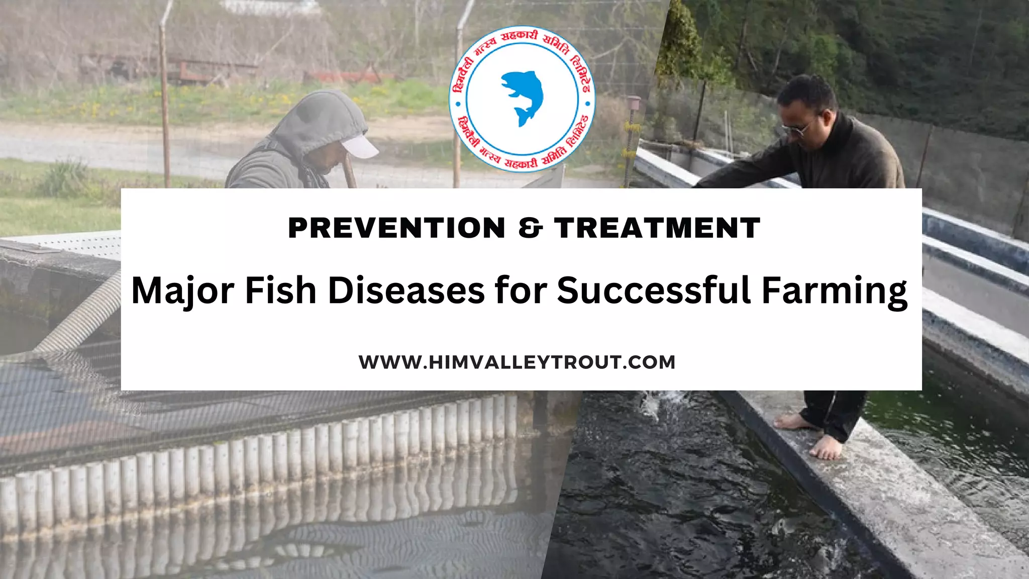 himvalleytrout-Major Fish Diseases for Successful Farming-Prevention ...