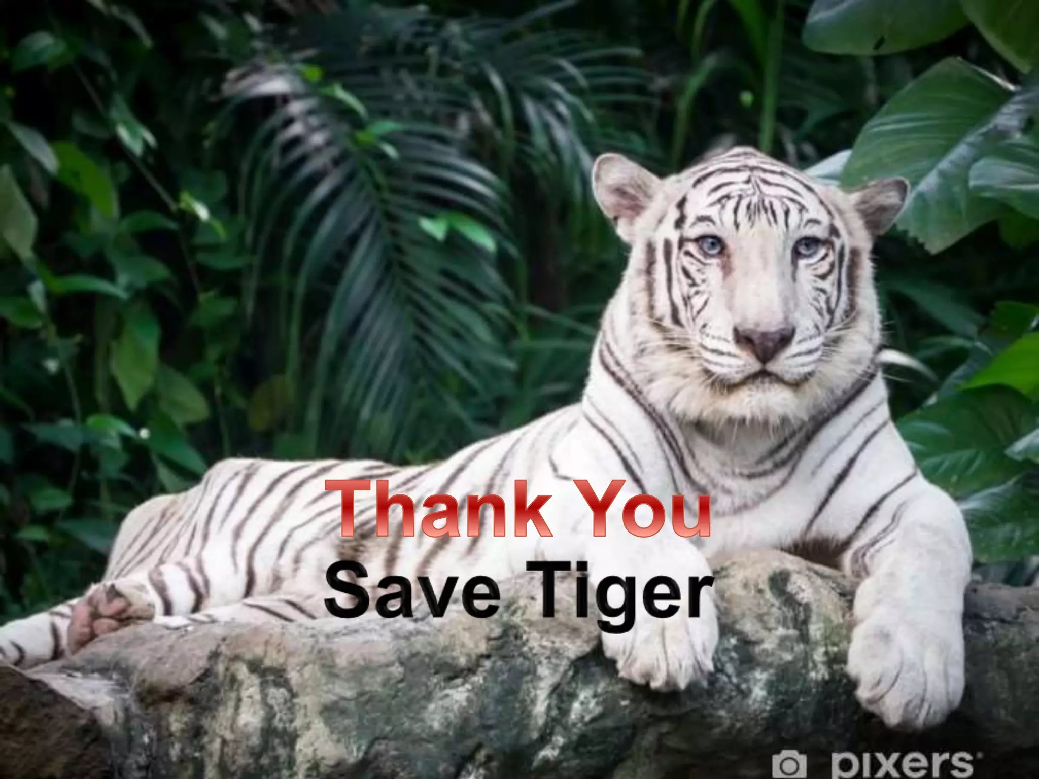 The White Tiger | PPTX