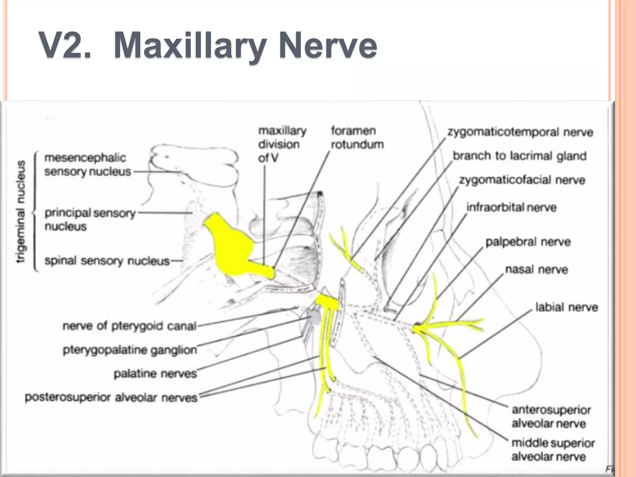 Cranial Nerves | PPTX
