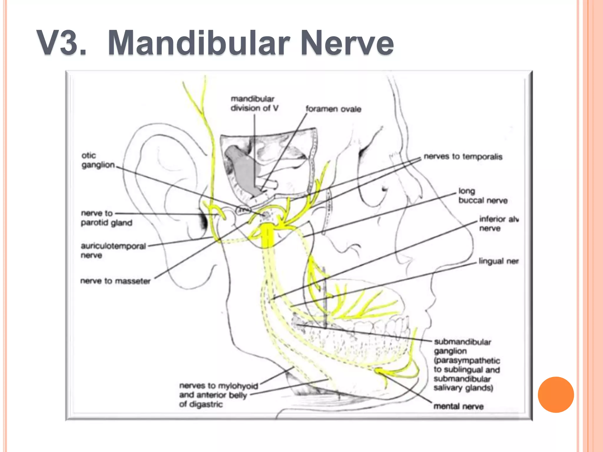 Cranial Nerves | PPTX