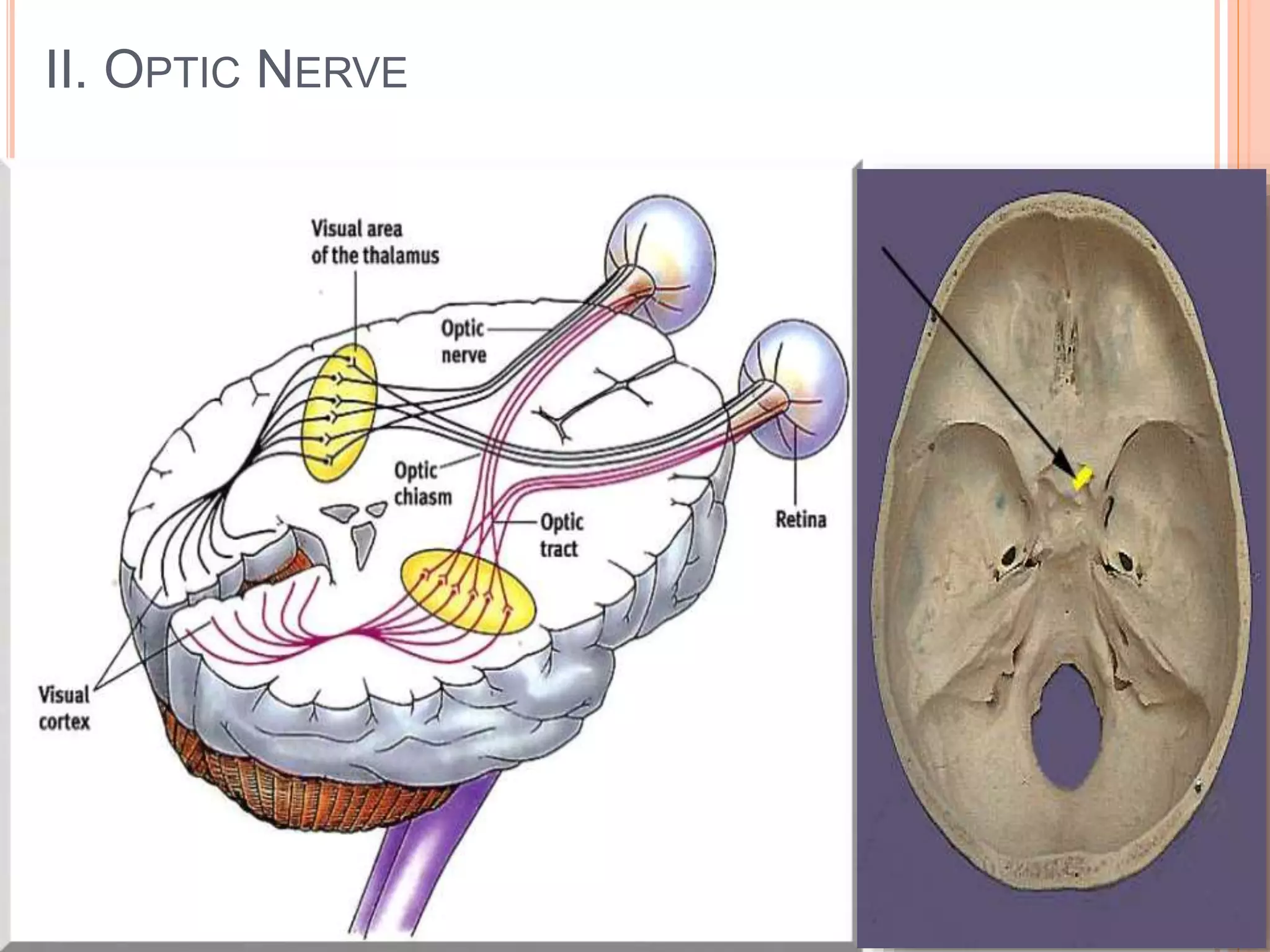 Cranial Nerves | PPTX