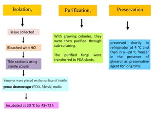 Hina isolation, elicitation and mechanism of anti cancerous activity of ...