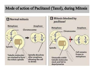 Hina isolation, elicitation and mechanism of anti cancerous activity of ...