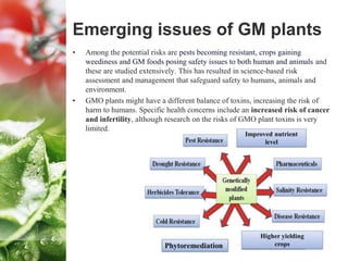 Genetically Modified Plants ppt | PPTX