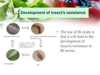 Genetically Modified Plants ppt | PPTX