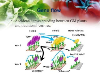 Genetically Modified Plants ppt | PPTX