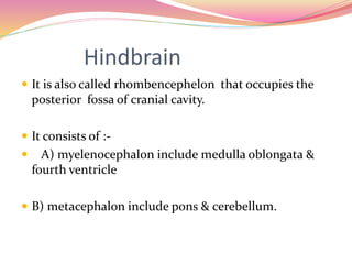 Hindbrain | PPTX